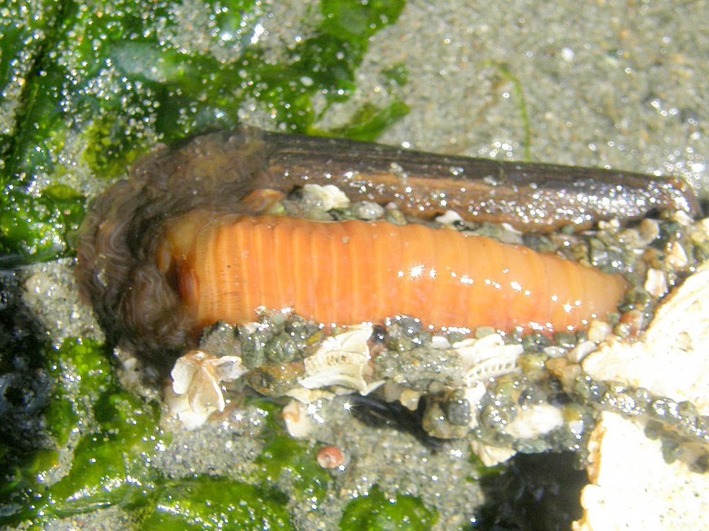 Wanderin' Weeta (With Waterfowl and Weeds): A squirm of worms