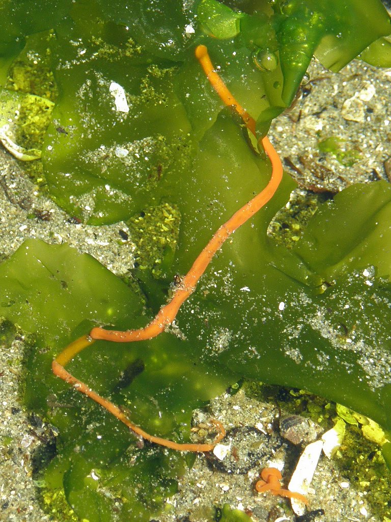 Wanderin' Weeta (With Waterfowl and Weeds): A squirm of worms