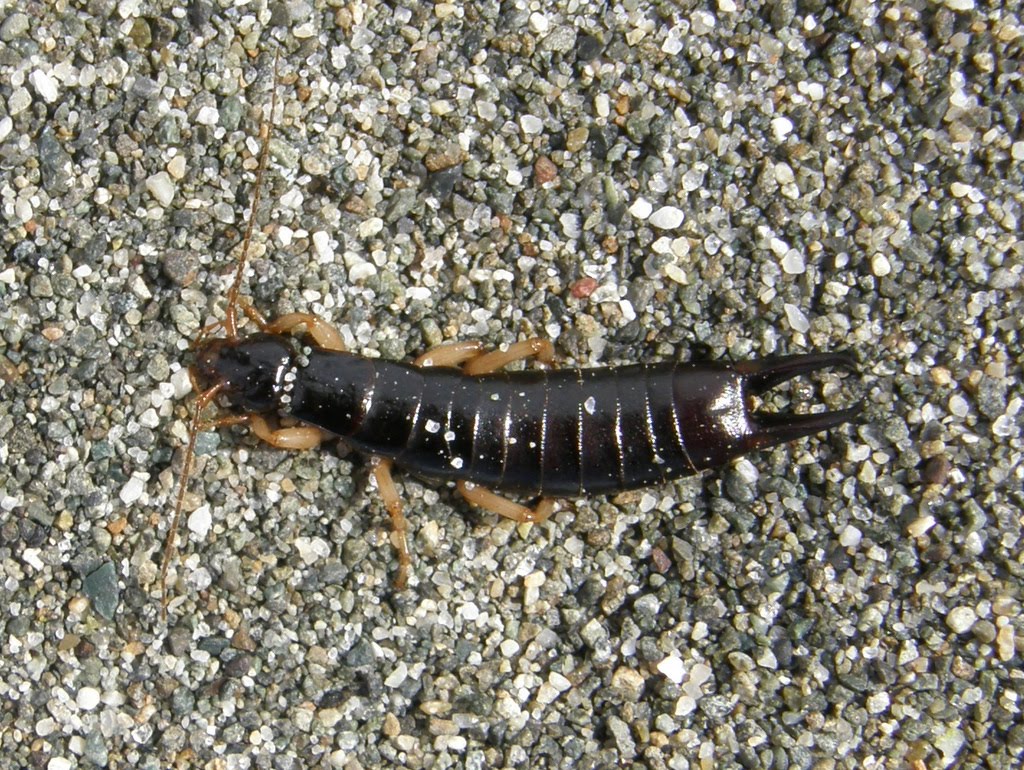 Wanderin' Weeta (With Waterfowl and Weeds): Salted earwig