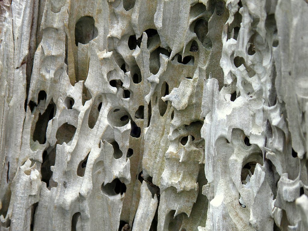 Wanderin' Weeta (With Waterfowl and Weeds): When is a worm not a worm?