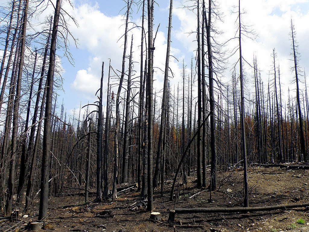 Burnt Forest