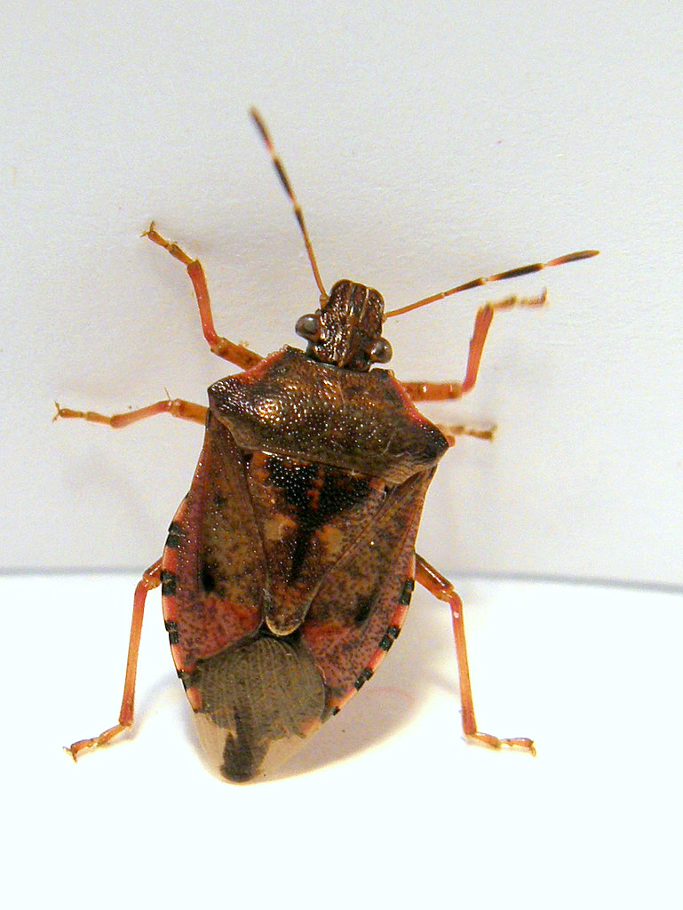 Wanderin' Weeta (With Waterfowl and Weeds): Interrupted buggy sleep