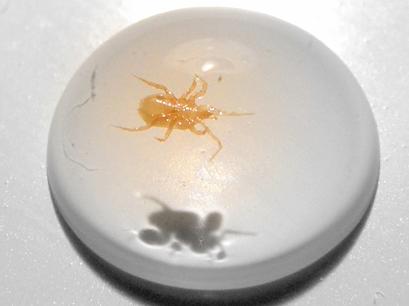 Wanderin' Weeta (With Waterfowl and Weeds): Pink velvet mite