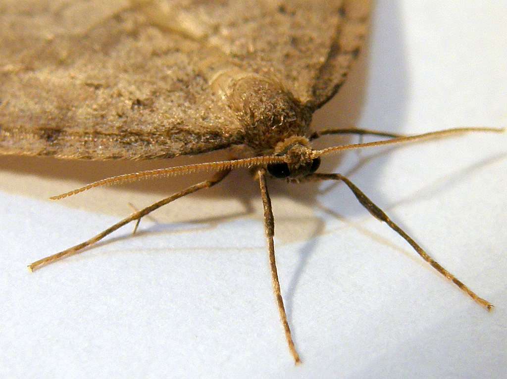 Wanderin' Weeta (With Waterfowl and Weeds): Christmas moth