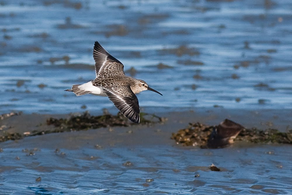 Peregrine's Bird Blog: Curlew Sandpipers and Dunlin