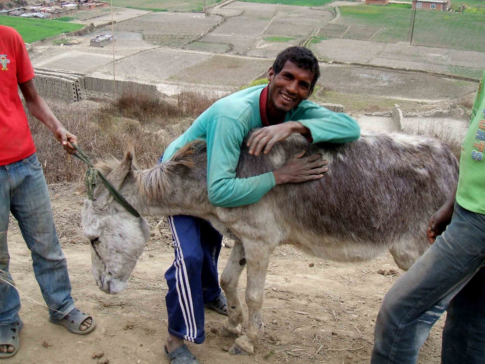 Going to the dogs: Donkey in the back