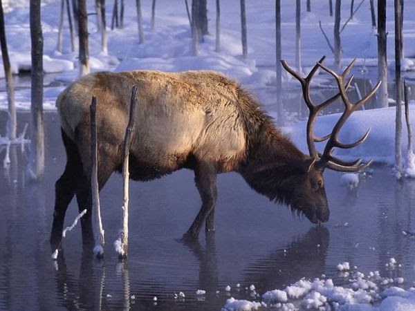 Bulmaca Bil: Asya' da yaşayan bir geyik türü...