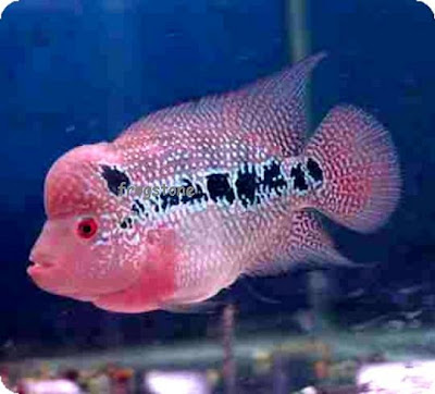 Frogstone | Flowerhorn King| Origin of Flowerhorn: How to Care Flowerhorn