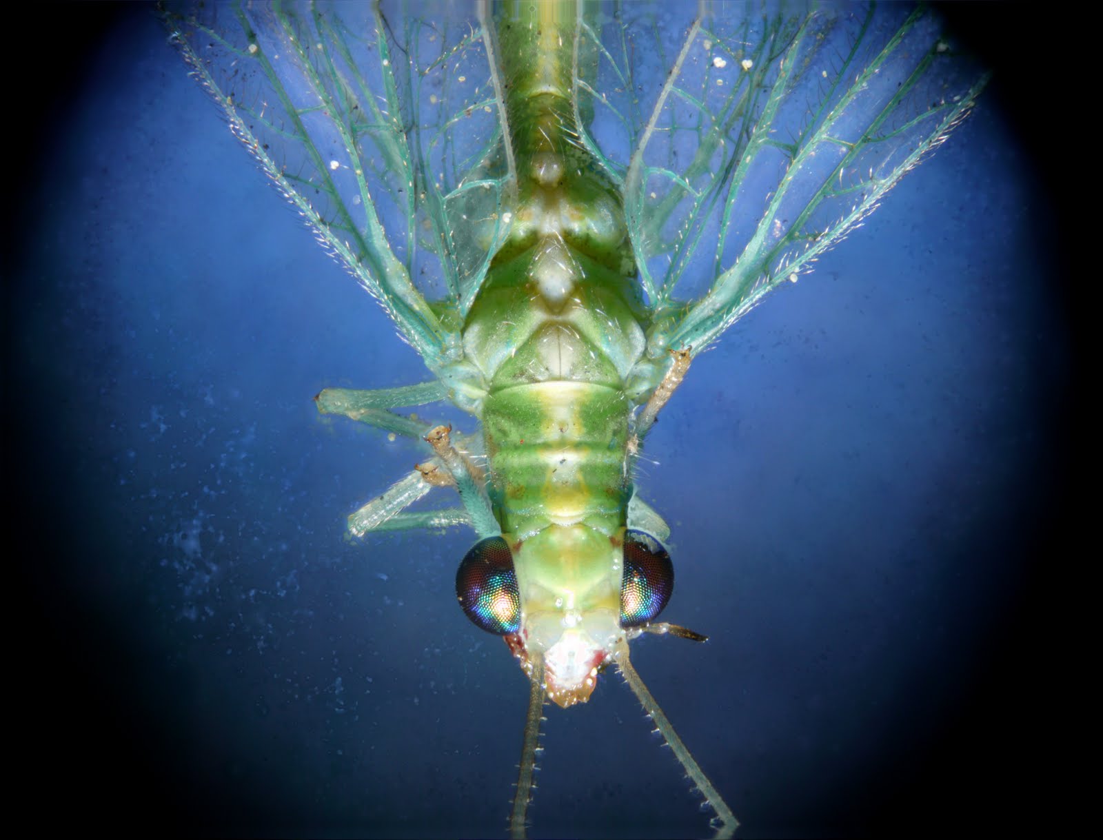 Ben Krasnow: Photomicography (microphotography) with Lumix GH1