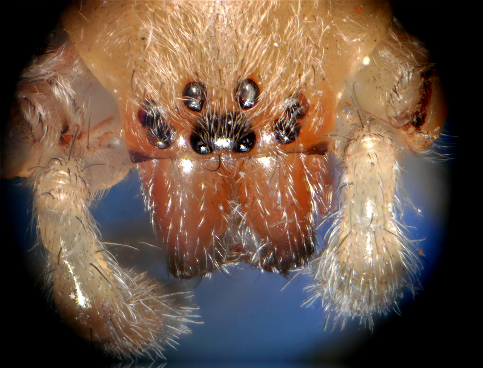 Ben Krasnow: Photomicography (microphotography) with Lumix GH1