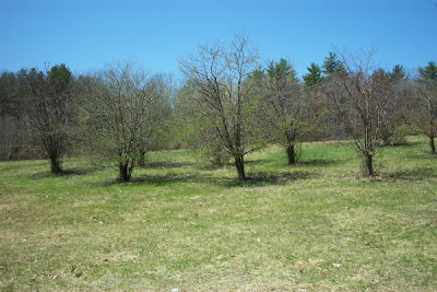 Exploring Western Massachusetts: Quabbin Gate 40: The Dana-Greenwich Road