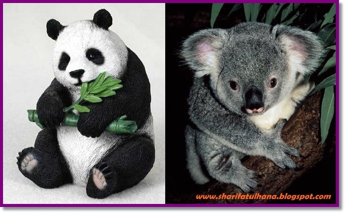 tayar kehidupan♥: sape agi comel??? l PANDA KE BERUANG KOALA??