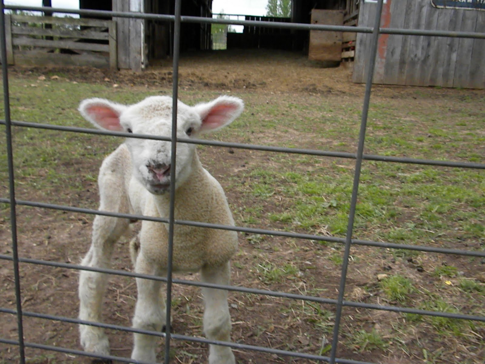 A Meek Perspective: Bottle Lamb