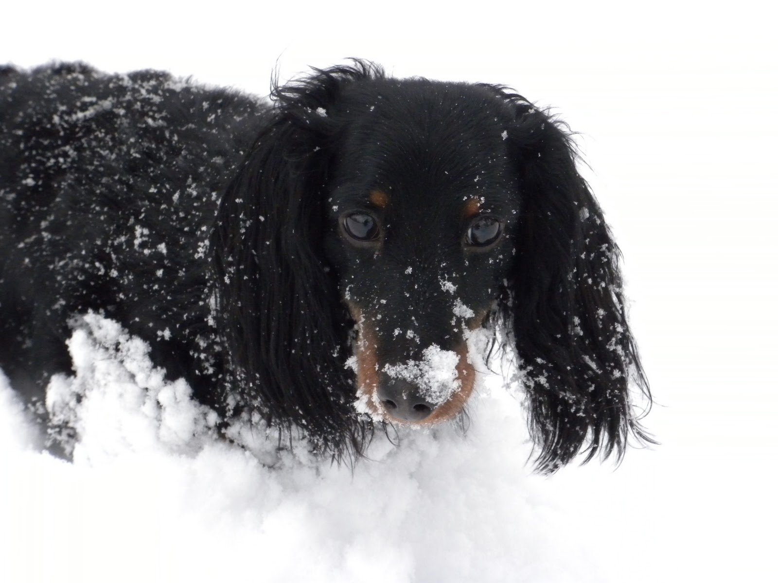 A Meek Perspective: Alabama Snow