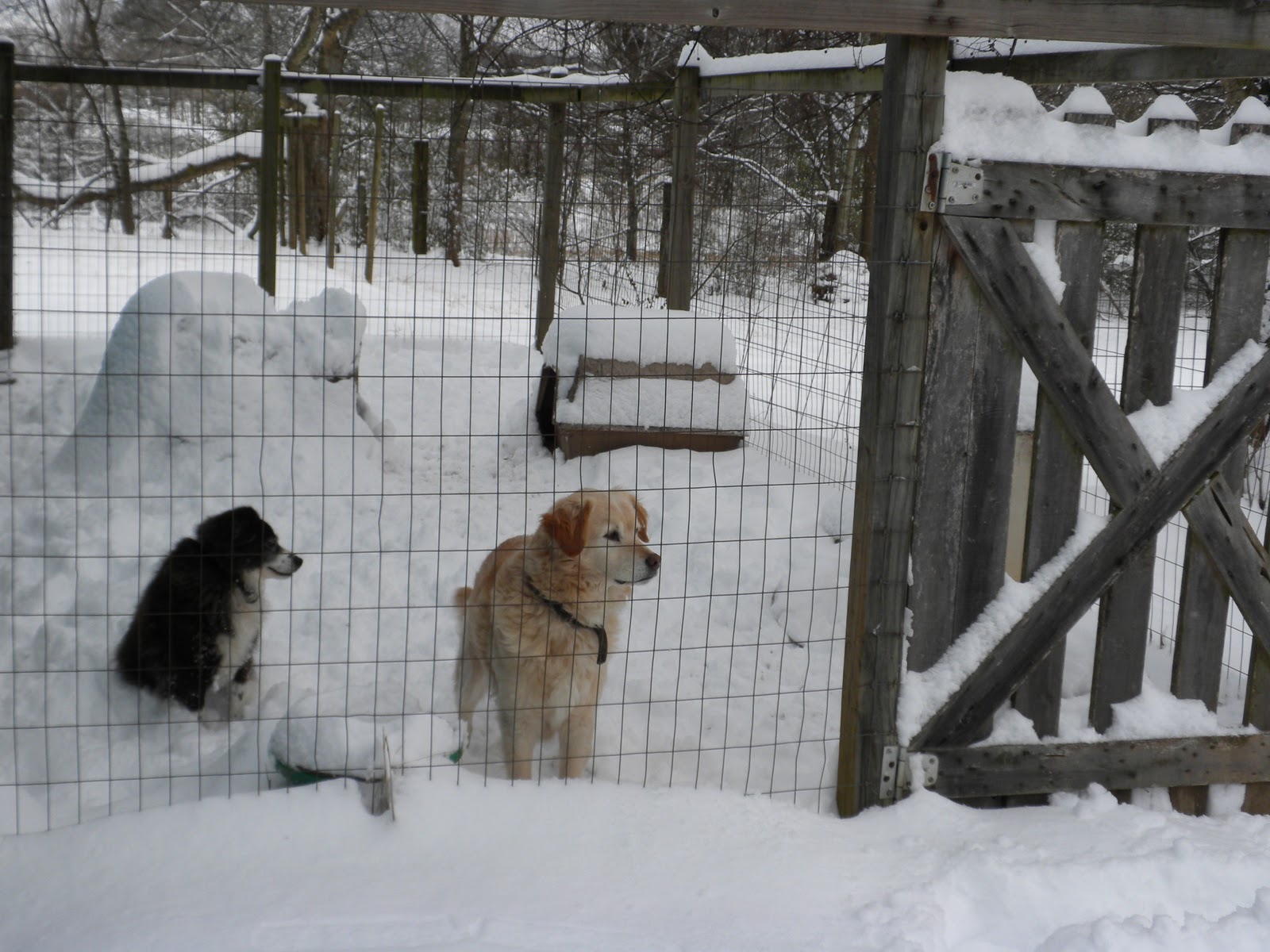 A Meek Perspective: Alabama Snow