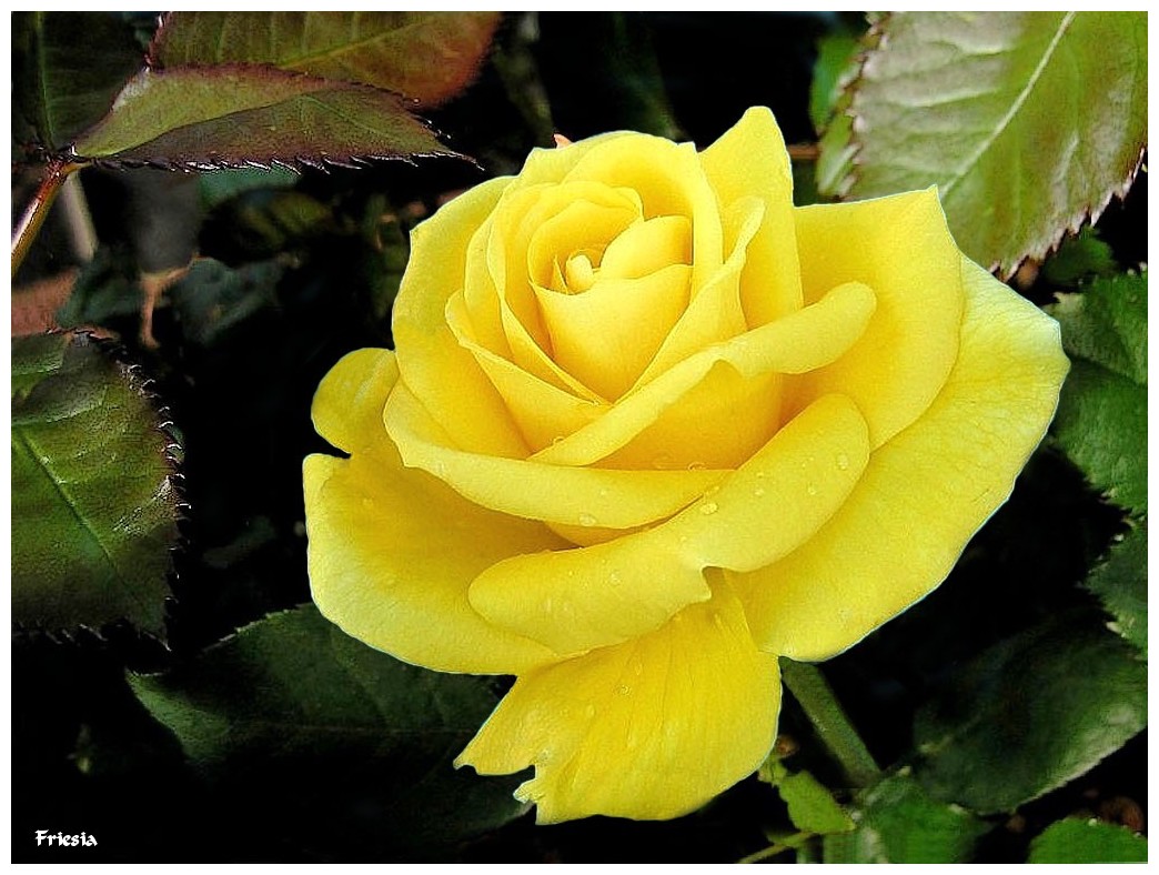 La rose, fleur de beauté: 1000 roses au jardin La rose, fleur de beauté: 1000 roses au jardin