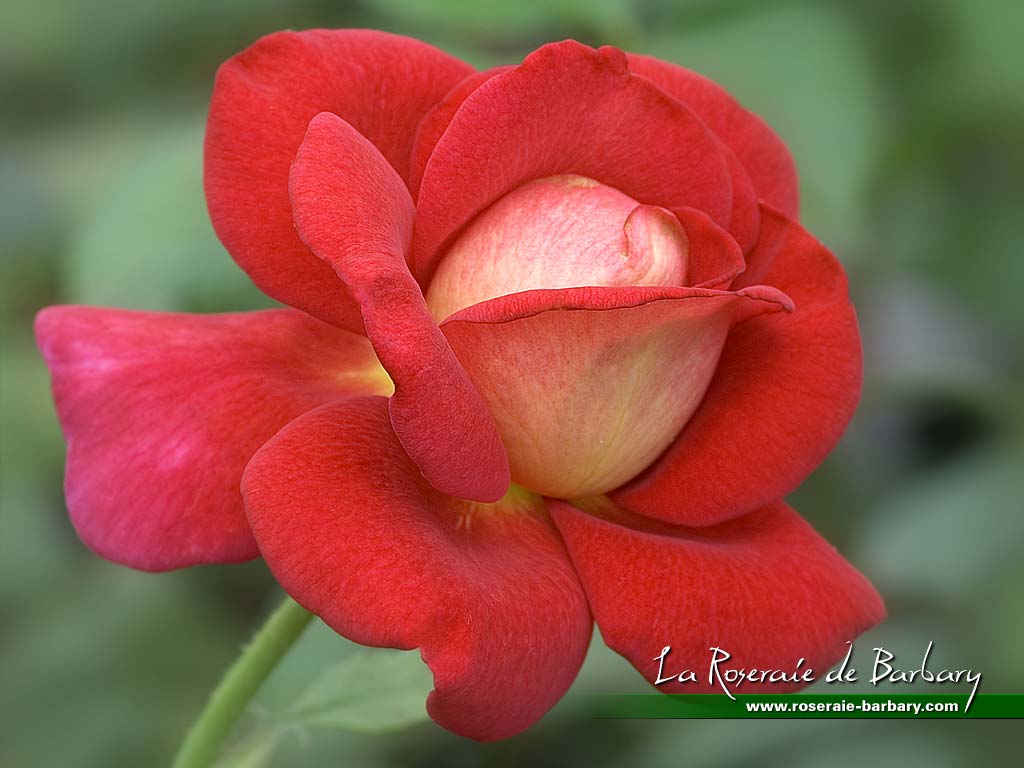 La rose, fleur de beauté: 1000 roses au jardin