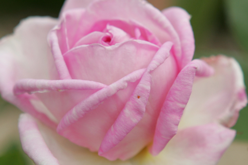 La rose, fleur de beauté: 1000 roses au jardin