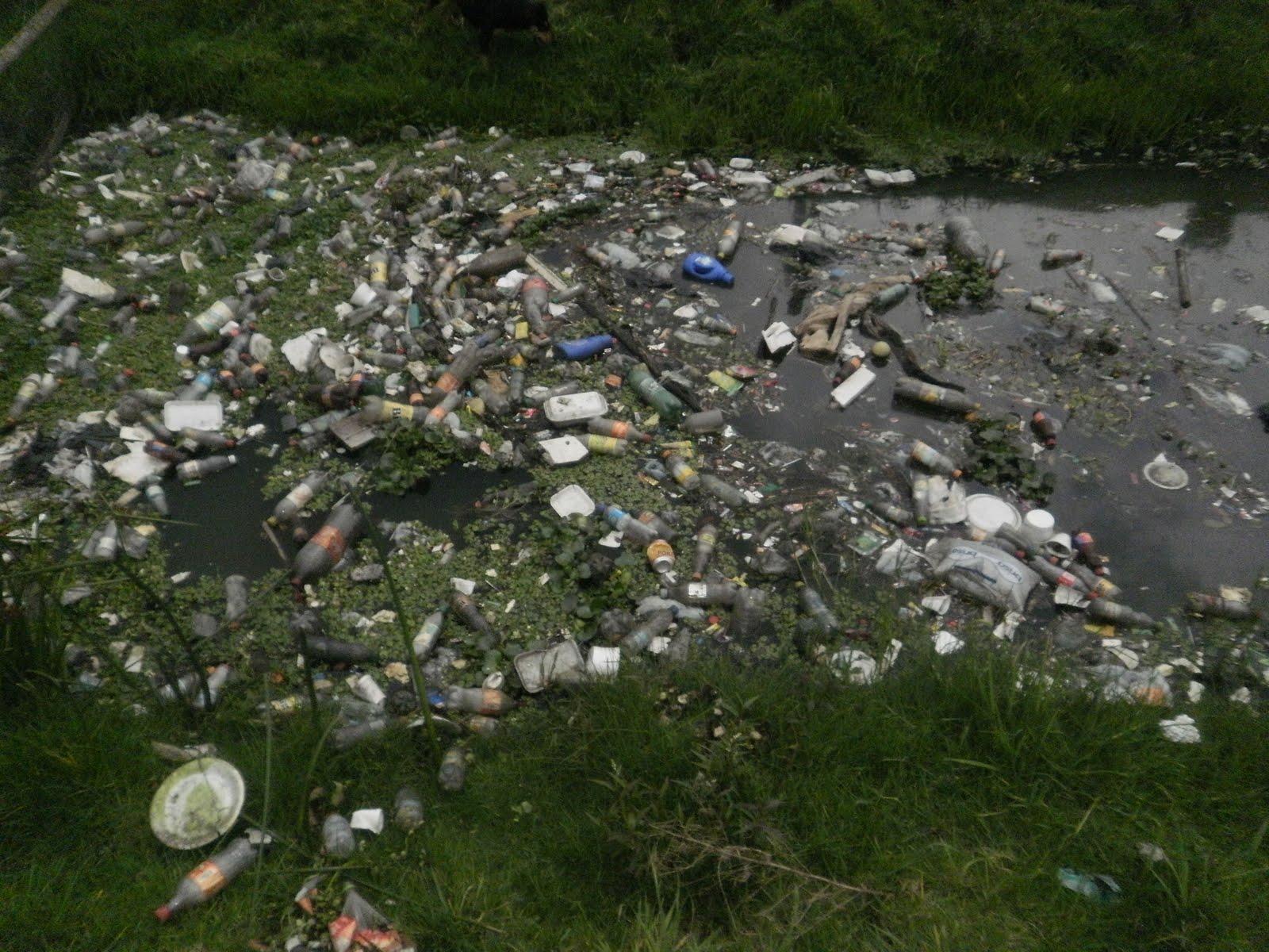 Turismo Alternativo y Mutualismo: HUMEDAL JUAN AMARILLO, ACÁBAMOS CON ...