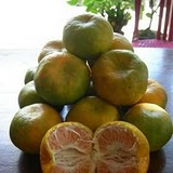 Jeruk Garut