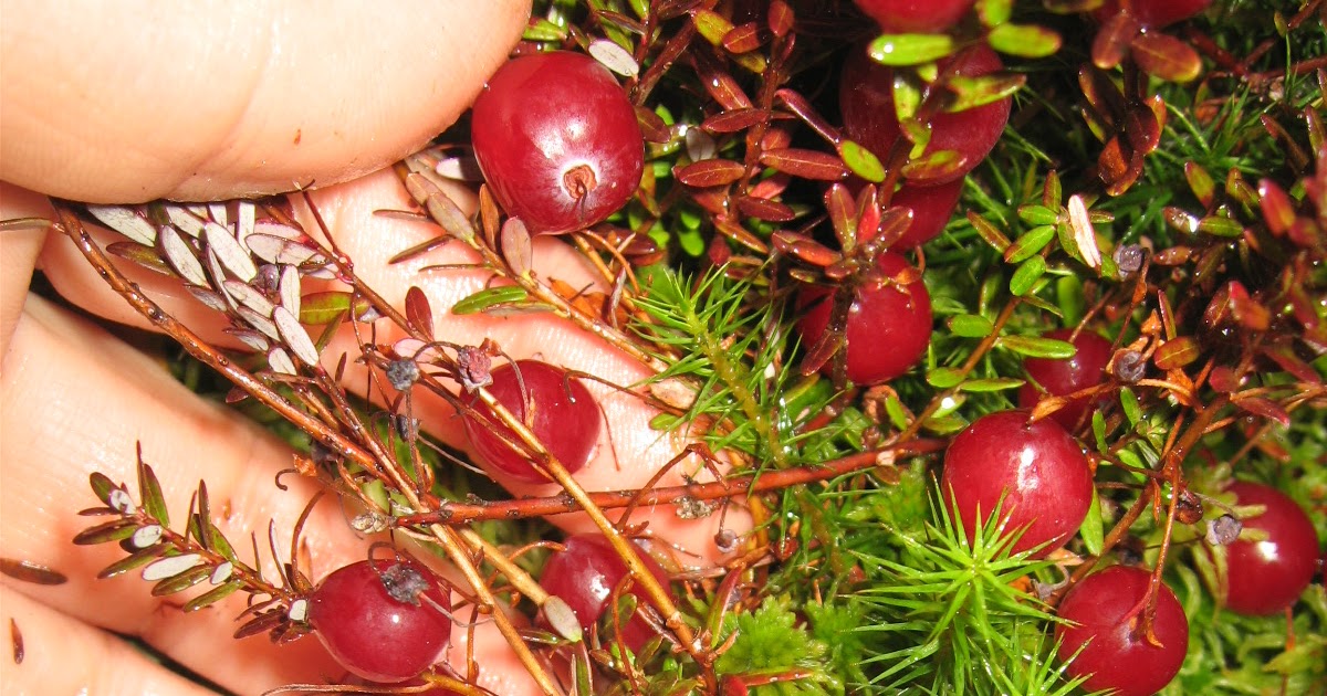 Wild cranberries!! | ~ The Woodwife's Journal