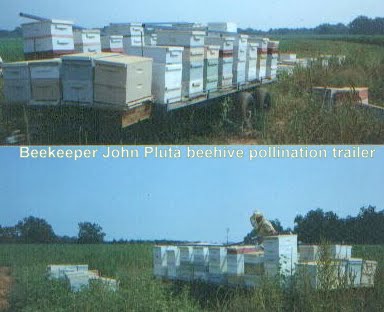 BEEKEEPING Beekeeper Honey Bees Pollen Wax Candle Propolis Queen Nuc ...