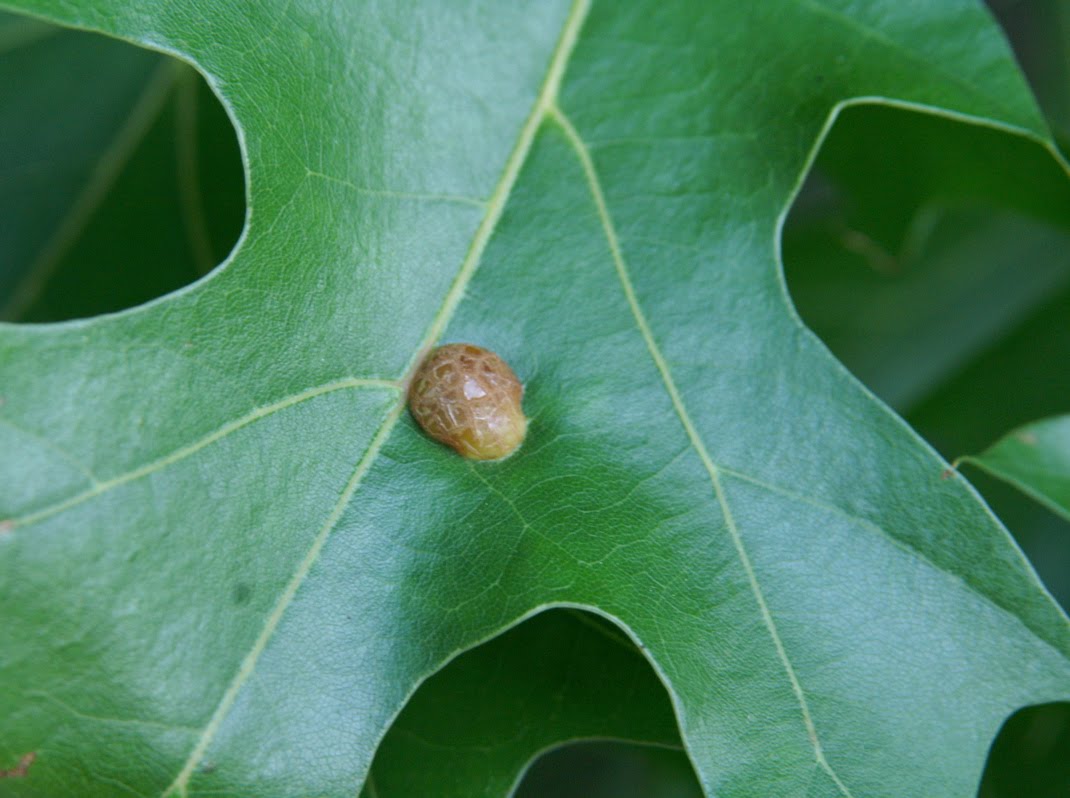 The Little House in the Not-So-Big Woods: Well, gall-eeee!!