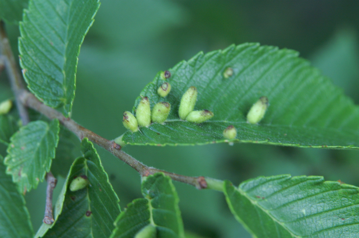 The Little House in the Not-So-Big Woods: Well, gall-eeee!!
