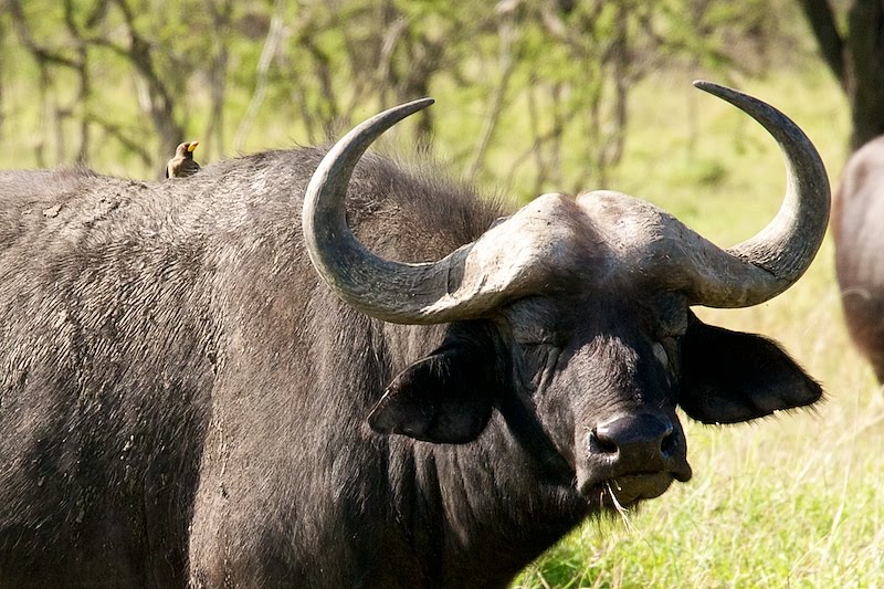 Matkatin: Big 5 - Osa 3 - Puhvelit