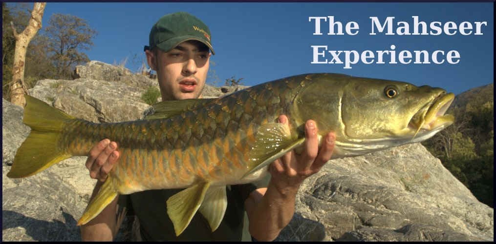 MAHSEER BREEDING and GOLD BULLION NEWS: Mahseer/Kelah