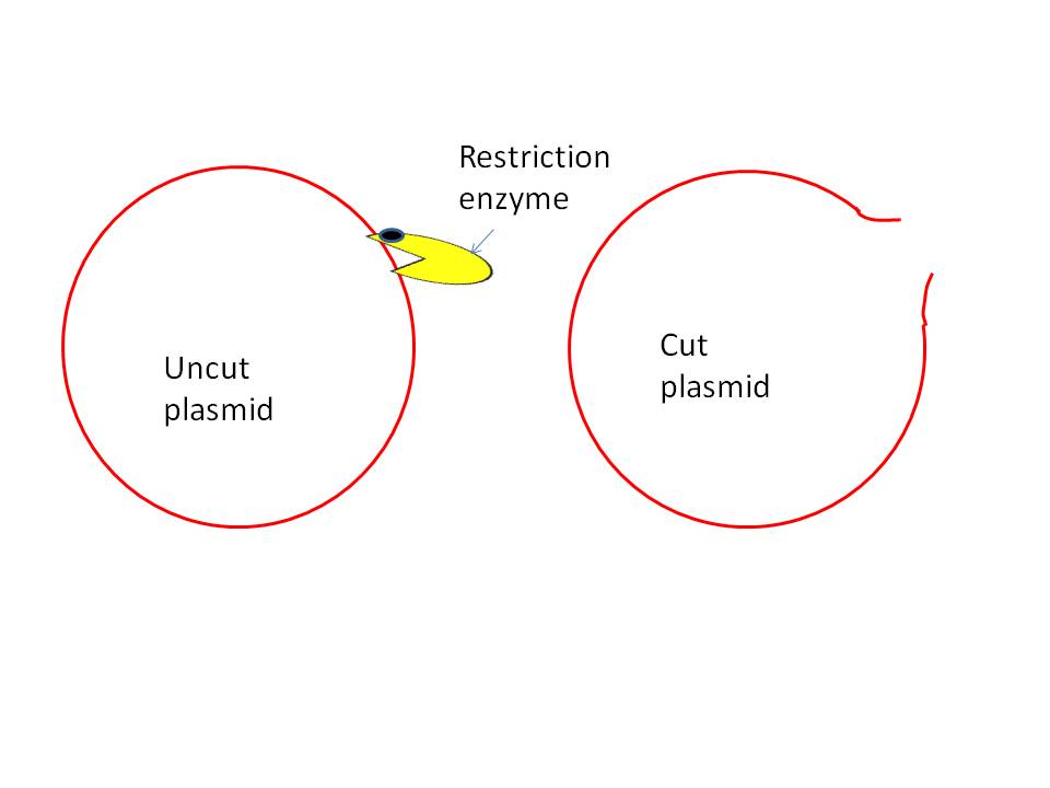 Priori Incantatem: Restriction Digestion and ligation