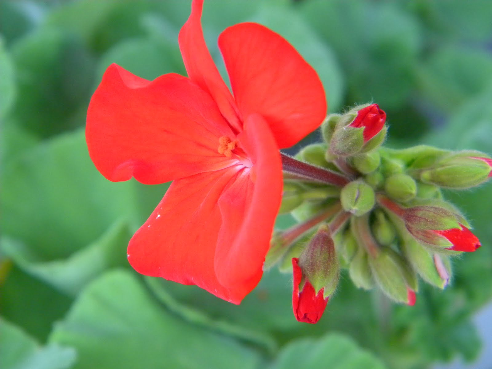 Blogul meu cu poze: Muscate