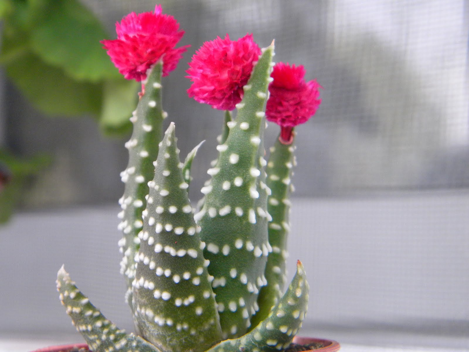 Blogul meu cu poze: Cactus