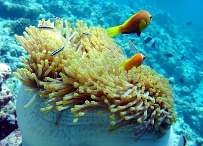 TRAVEL INTO WORLD: World ,Under Indian Ocean
