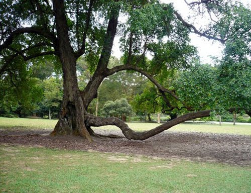 Blog To Express: "Tembusu Heritage Tree" of Singapore