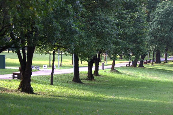 Blog To Express: "Tembusu Heritage Tree" of Singapore