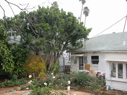 Least Favorite Plant: Euphorbia tirucalli | Root Simple