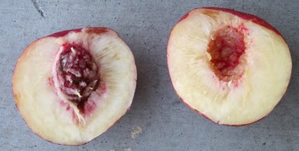 The Spice Zee Nectaplum | Root Simple