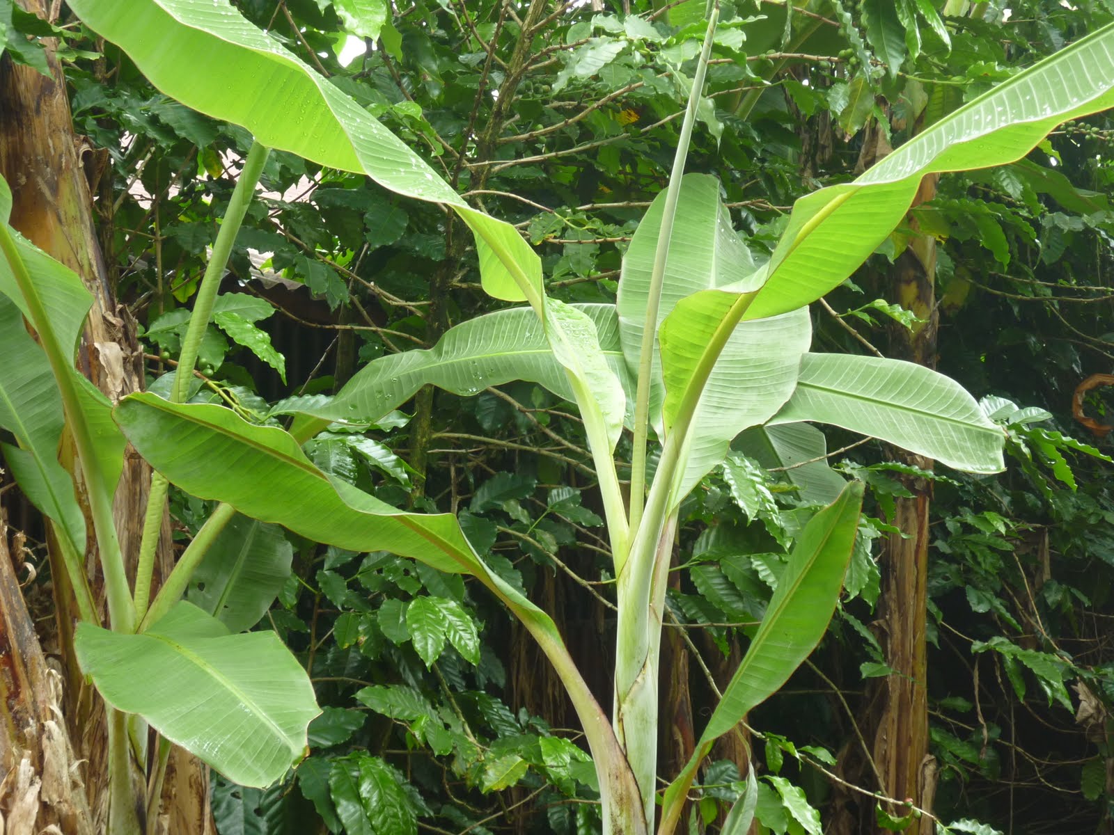 Musa paradisiaca