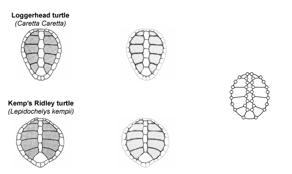 Wild Informatics: Planner graph on Kemp Ridley and Olive Ridley turtles ...