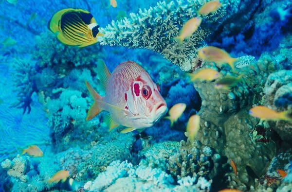 EarthTraveler360 - Travel places | Things to do | wildlife tourism ...