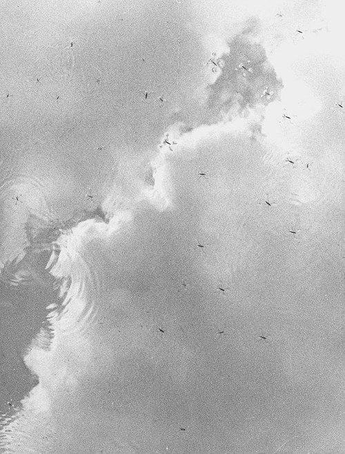 Art Splash: Jochen Lempert - Museum Ludwig - Cologne