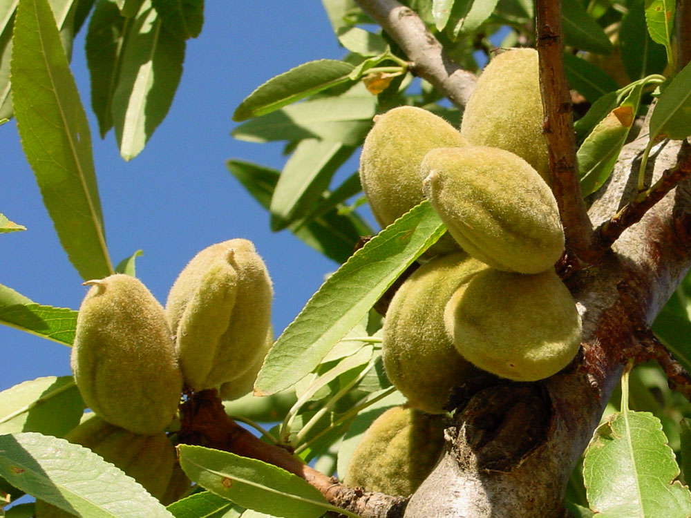 Los frutos del “almendro” | ¡Para Gloria de Dios!