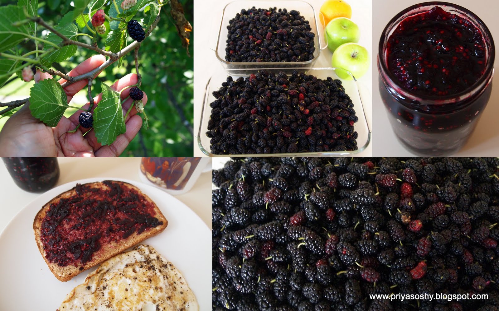 These are a few of my favourite things....: Wild Mulberry Jam