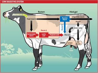 Proses Pengolahan Pakan pada Rumen Sapi | Catatan Blogger Peternakan UNDIP