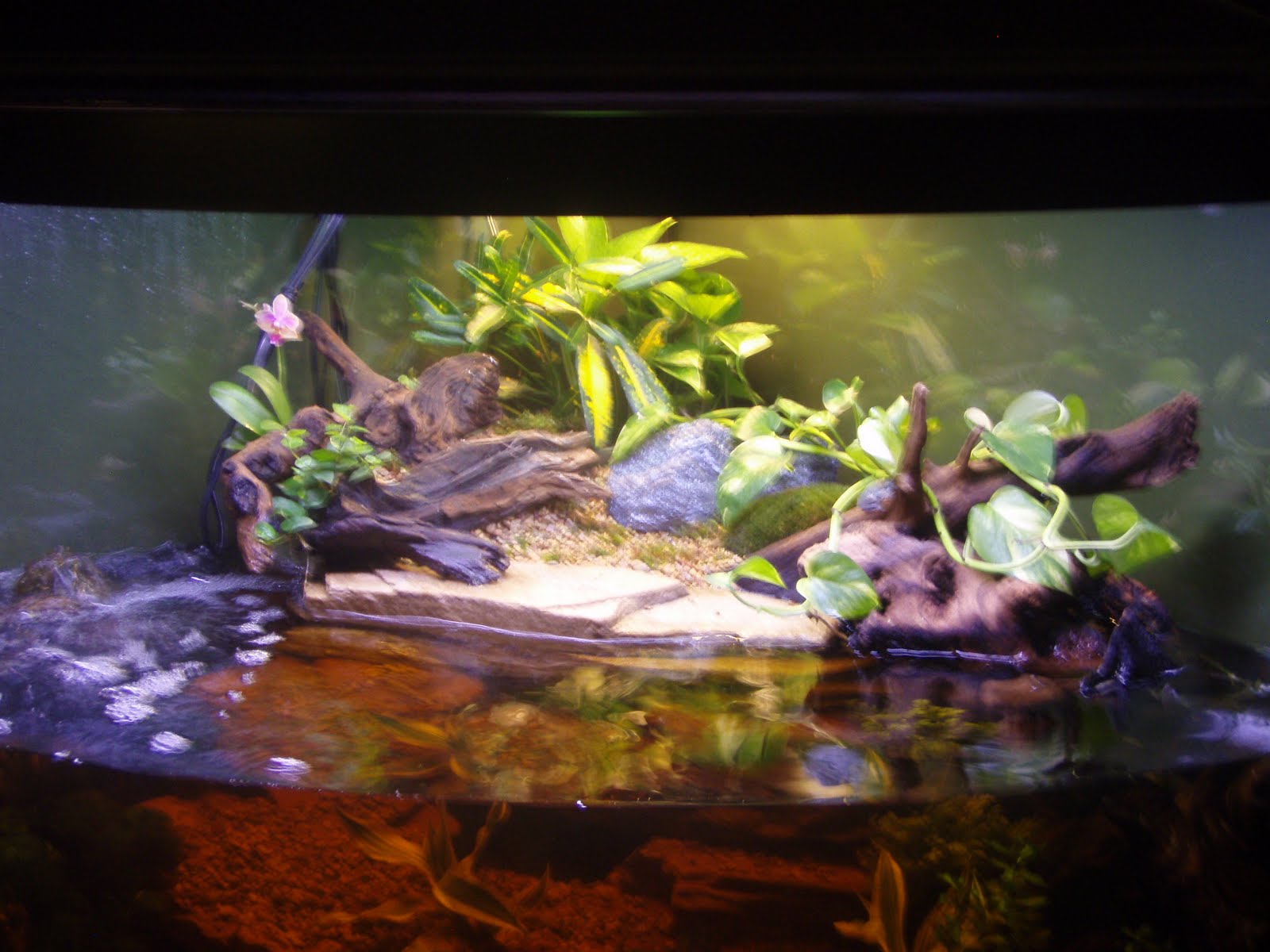 Saint Brian's Chronicles: River Tank Aquarium