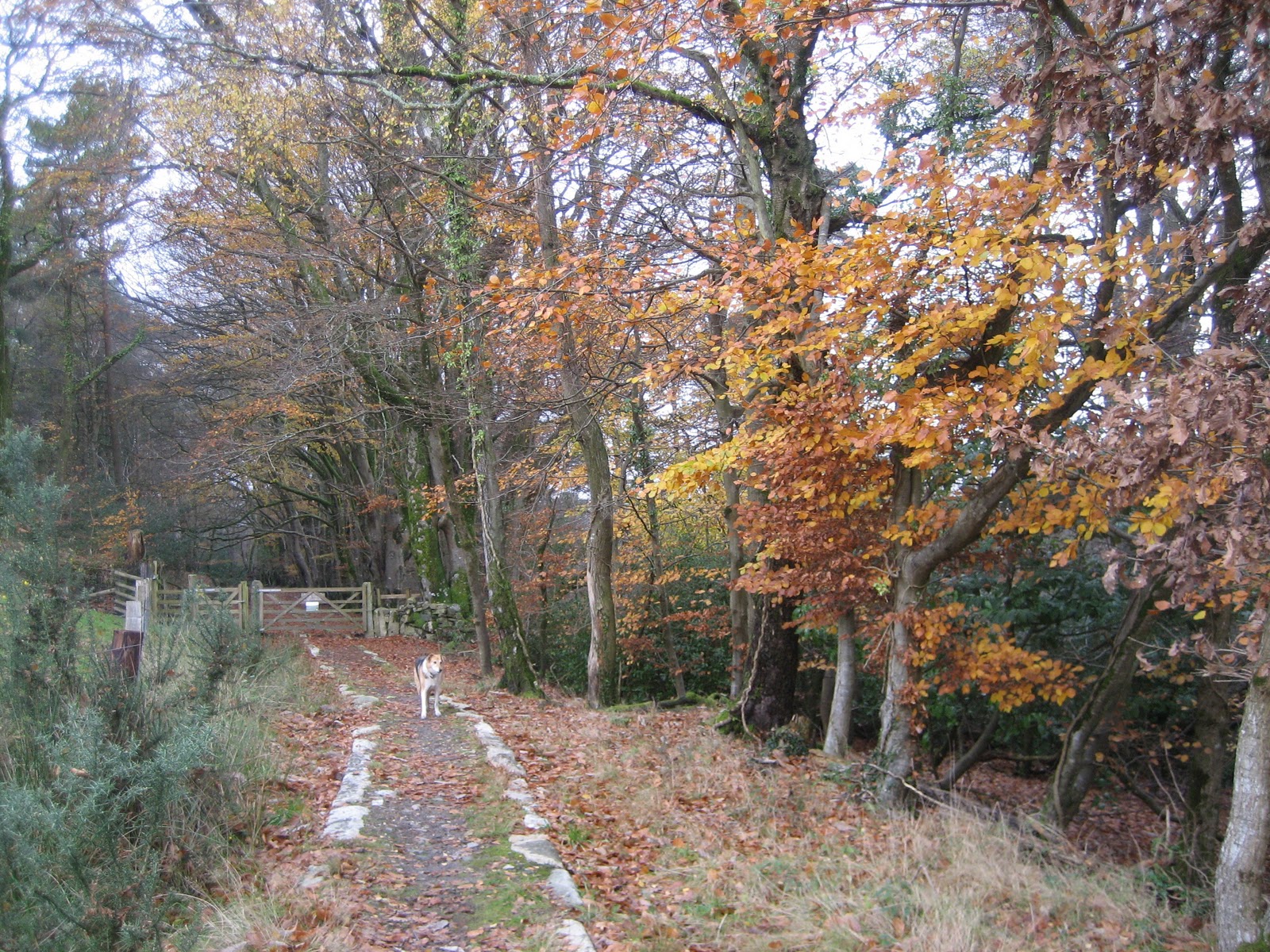 INSPIRED WALKS AROUND DEVON: Bovey Tracey following the Templer Way ...