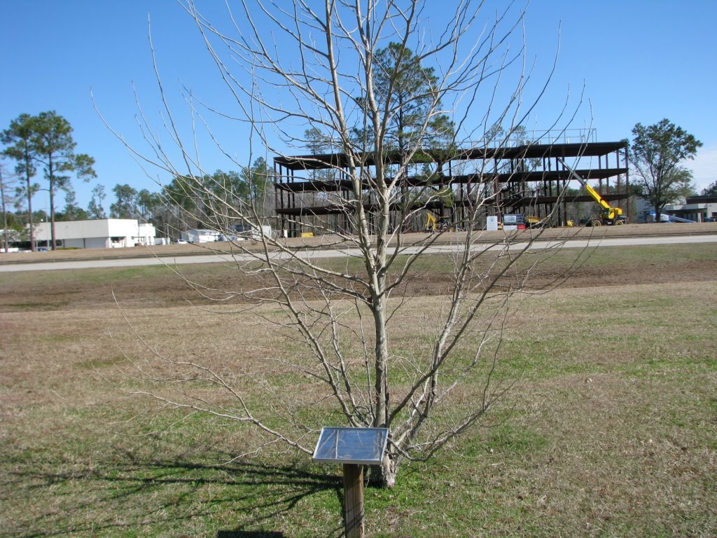 3 Dog Days: The StenniSphere!