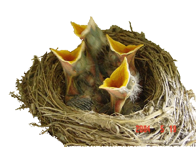 Pajaros jif - Imagui