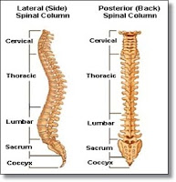 Health and Disease Information: Lordosis